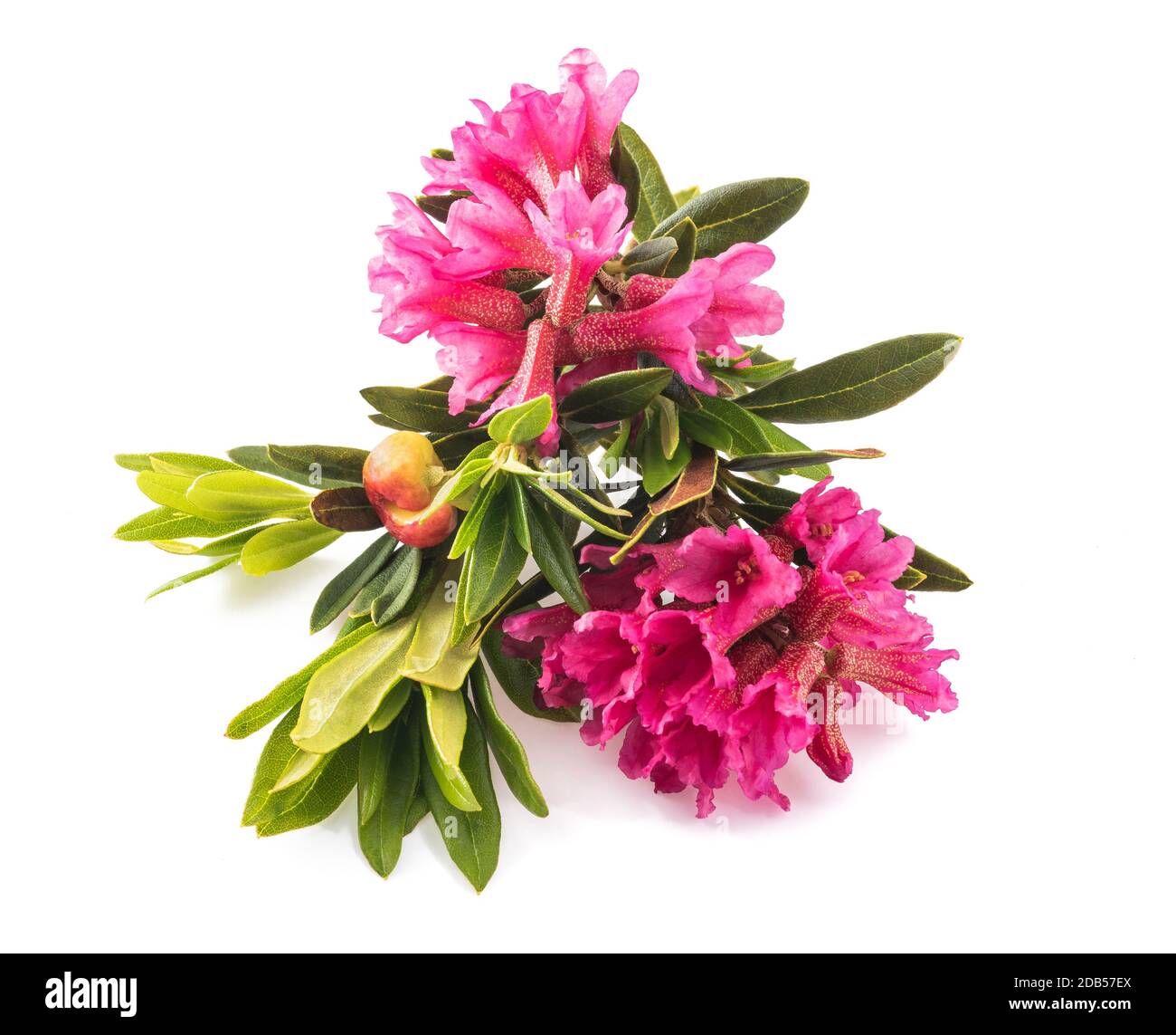 Rhododendron ferrugineum,rusty leaved alpenrose isolated on white ...