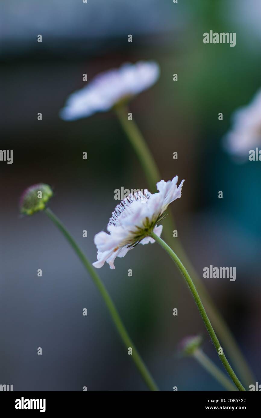A vertical shot of white spring flowers with soft blurry background ...
