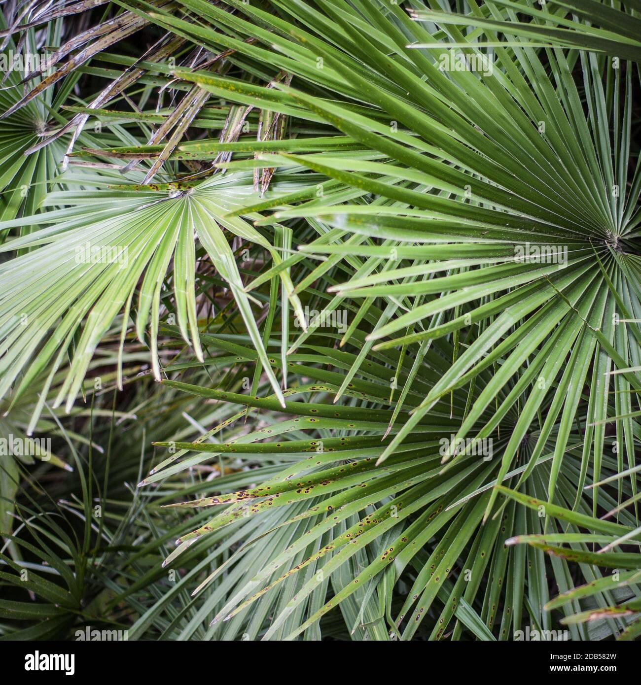Background from natural leaves of a palm tree of green color Stock ...