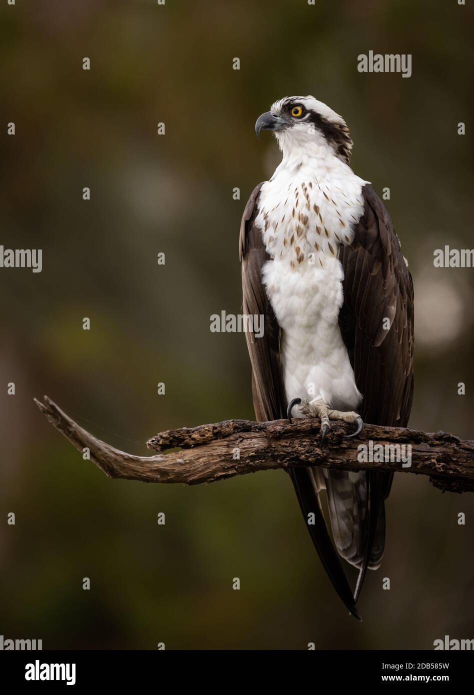 Osprey Fishing in Florida Stock Photo - Alamy