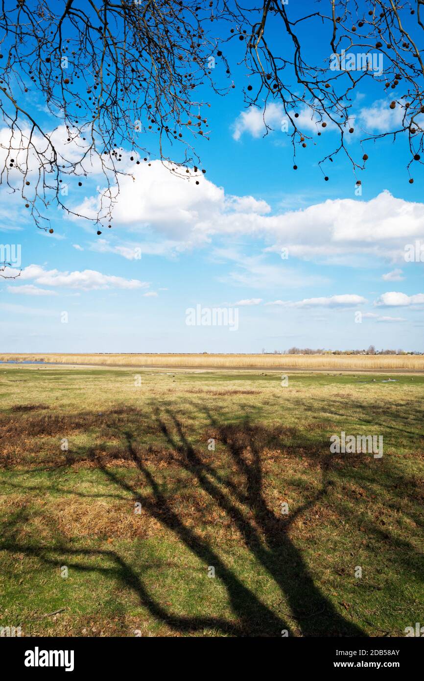 Shadow of a tree at the meadow on the lake Stock Photo - Alamy