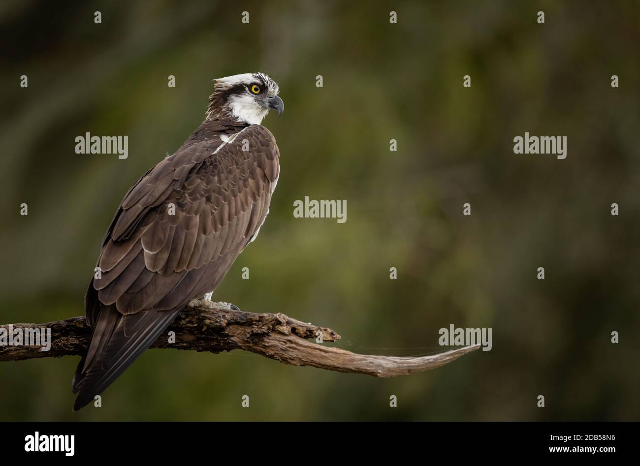 Osprey Fishing in Florida Stock Photo - Alamy