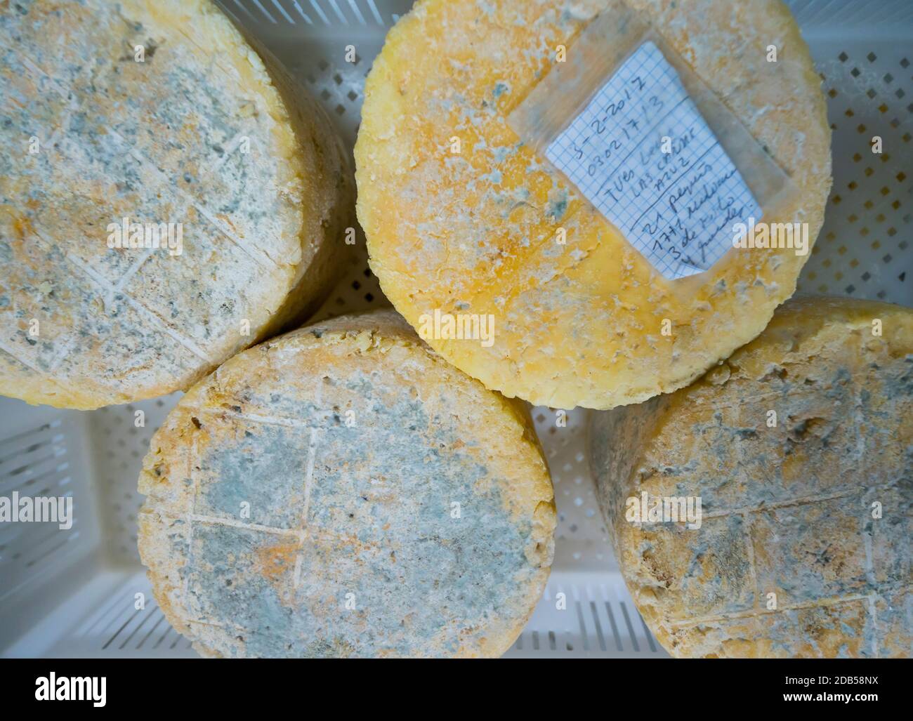 Artisanal preparation of Picon Bejes-Tresviso cheese, Bejes village ...