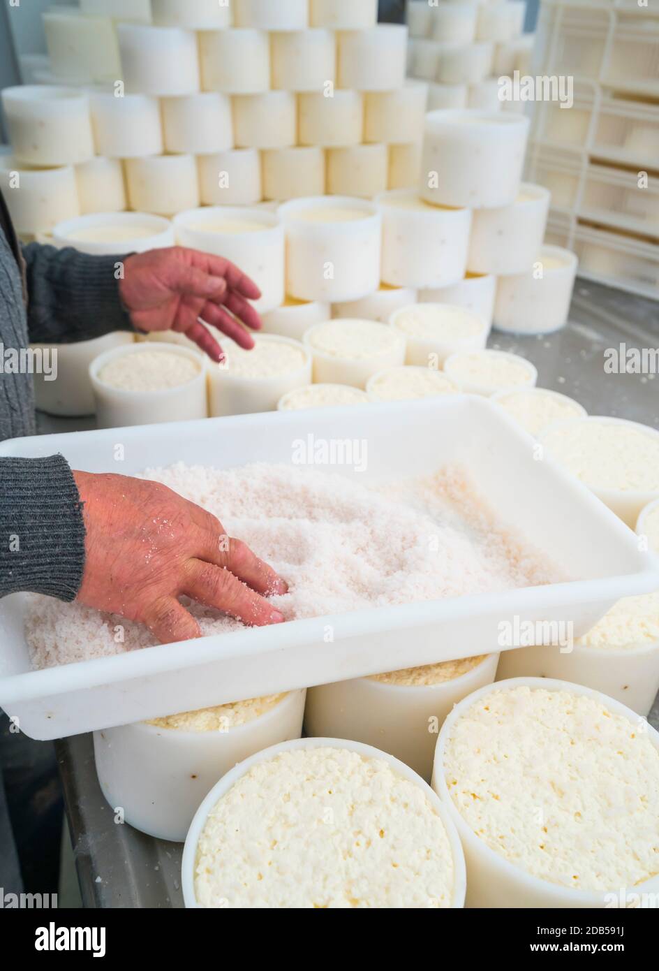 Artisanal preparation of Picon Bejes-Tresviso cheese, Bejes village ...