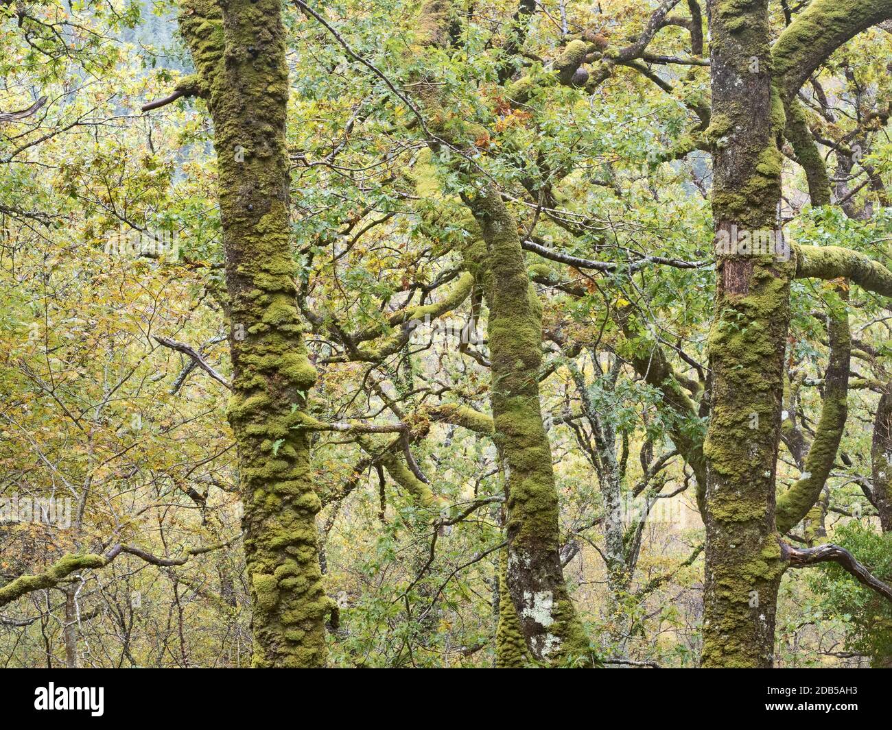 Ariundle oakwoods hi-res stock photography and images - Alamy