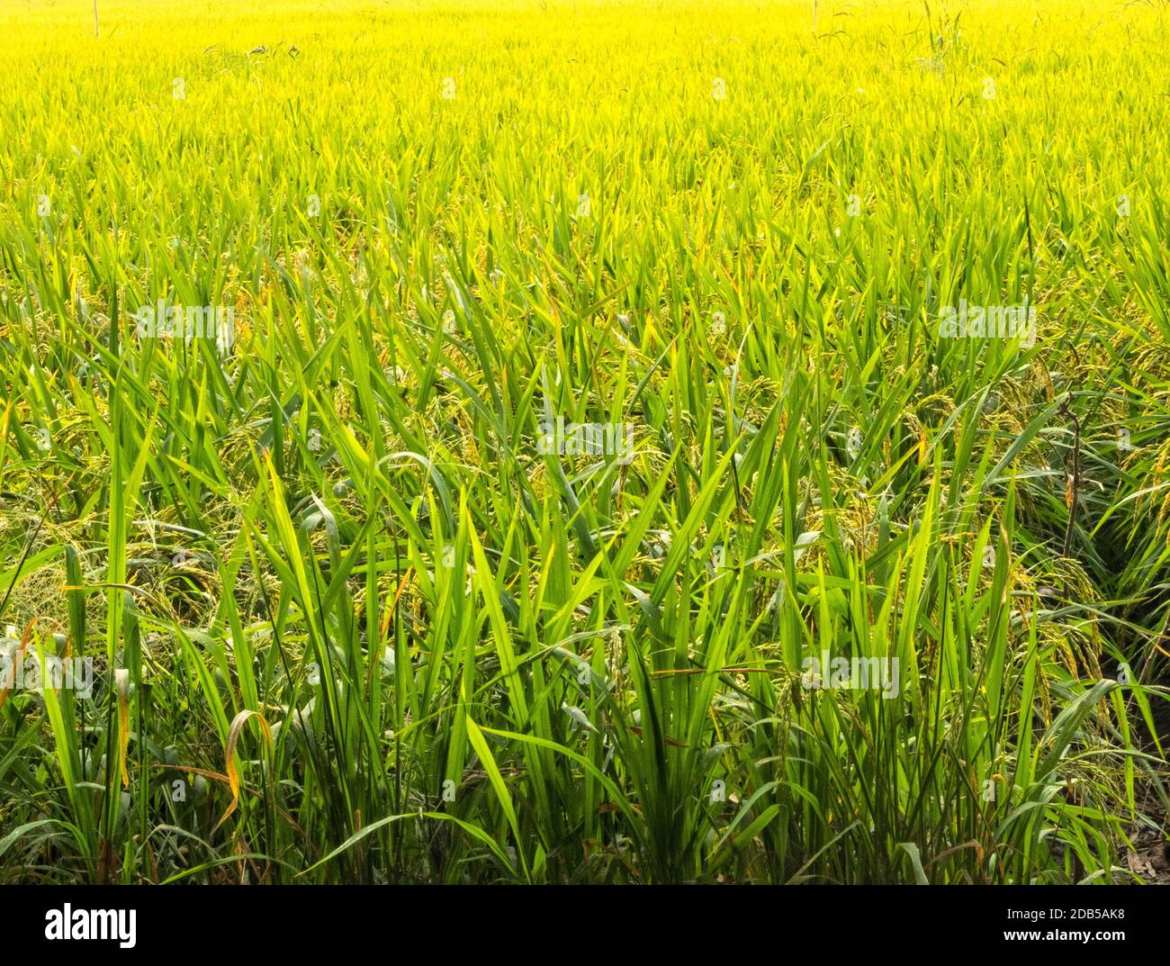 Lush green rice field in the Mekong River Delta - Long Xuyen, Vietnam ...