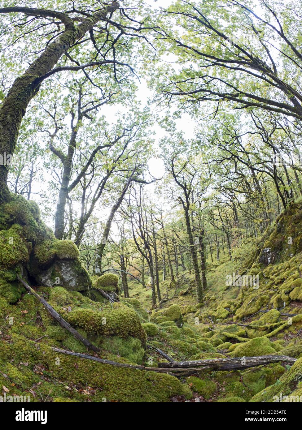 Ariundle oakwoods hi-res stock photography and images - Alamy