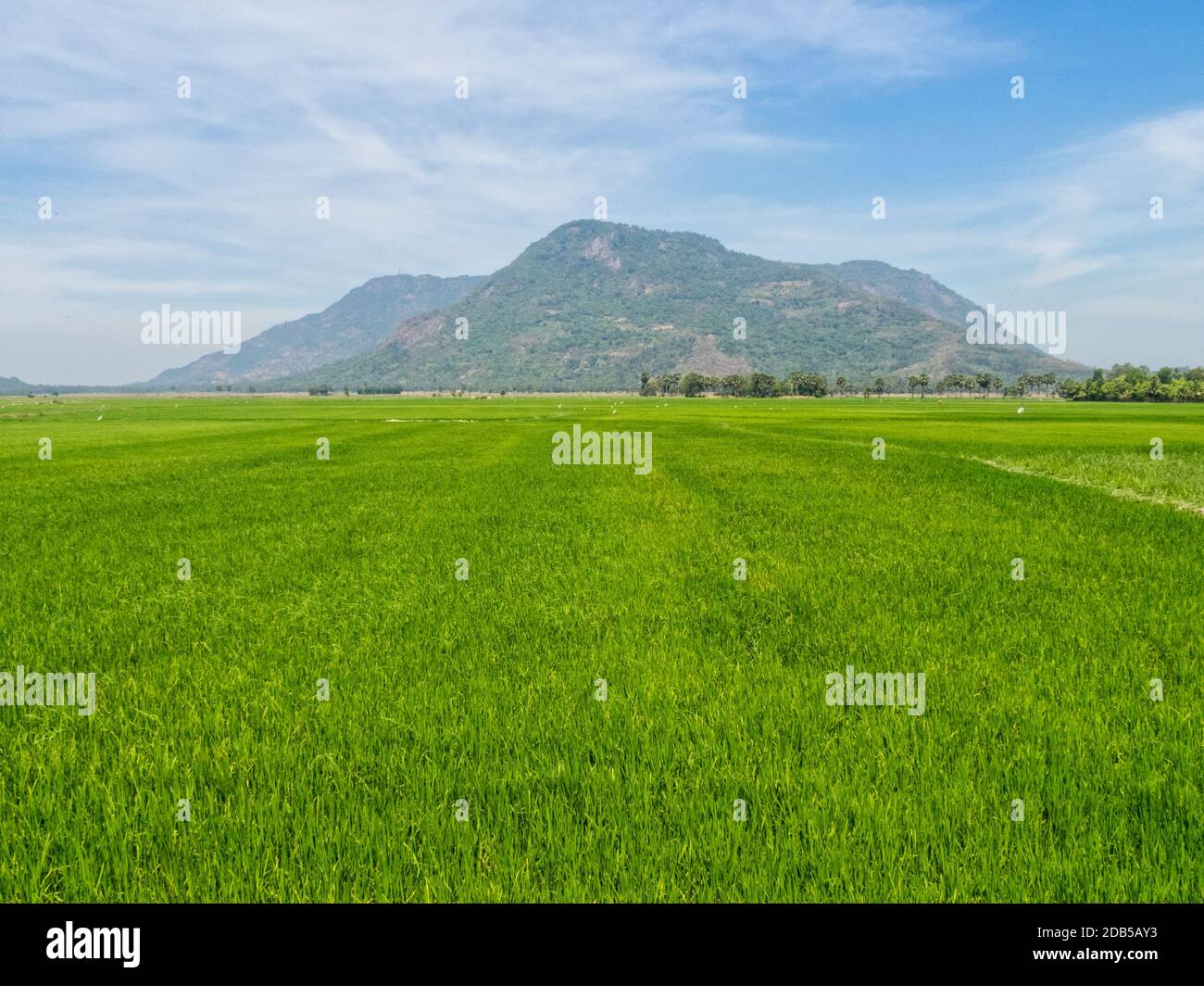 Lush green rice fields and undulating hills - An Dinh, Vietnam Stock ...