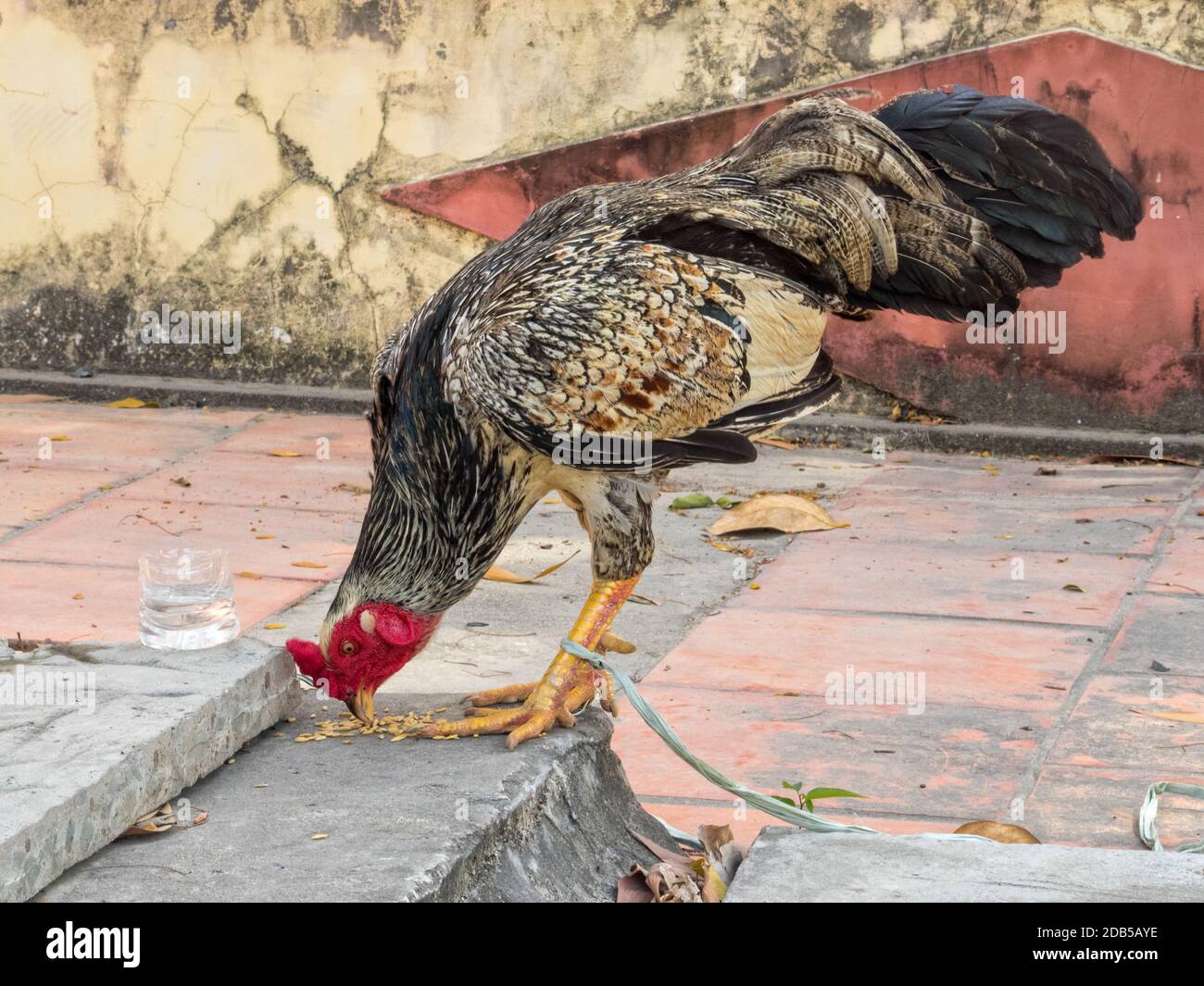 Rooster eating grain rice - Ba Chuc, Vietnam Stock Photo - Alamy