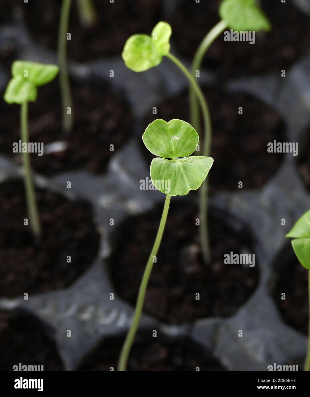 growing seedlings for the garden in spring,small seedlings for the ...