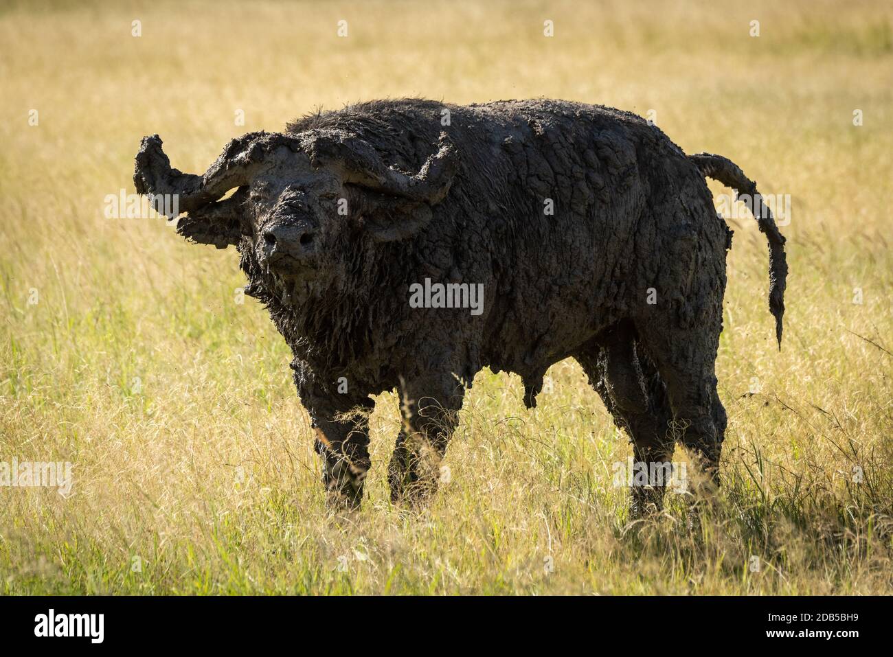 Mud-caked Cape buffalo standing in long grass Stock Photo - Alamy