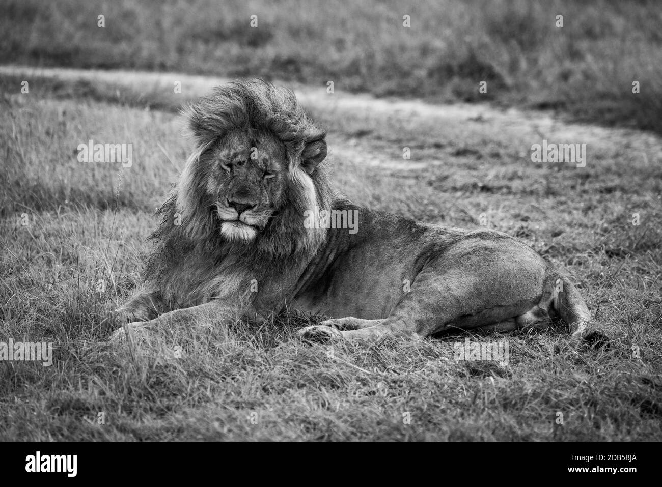 Mono sleepy male lion lies near track Stock Photo - Alamy
