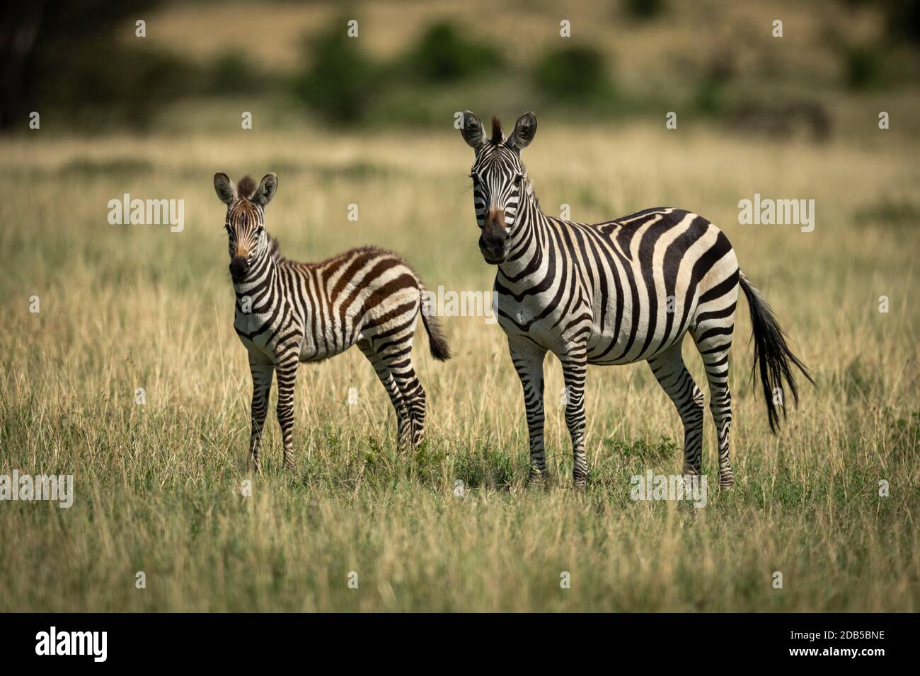 Mother zebra and foal stand facing camera Stock Photo - Alamy
