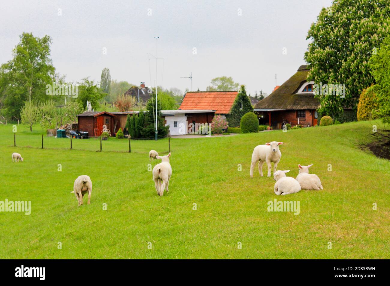 Sheep in front of an idyllic typical German farmhouse. Brake Lower ...