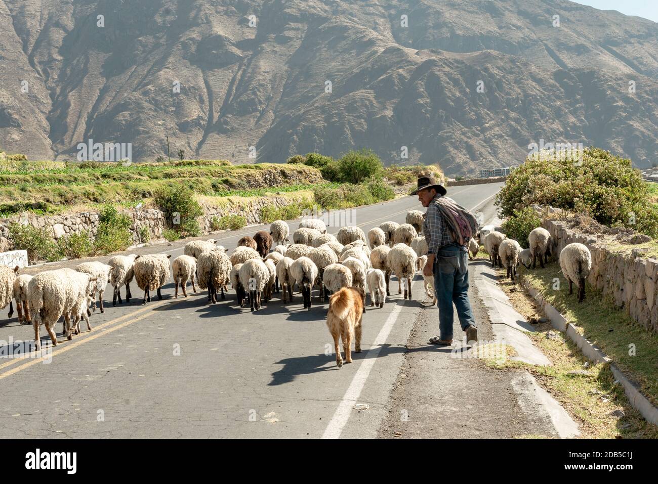 CABANACONDE, PERU - NOVEMBER 3: shepherd with dog follows herd of ...