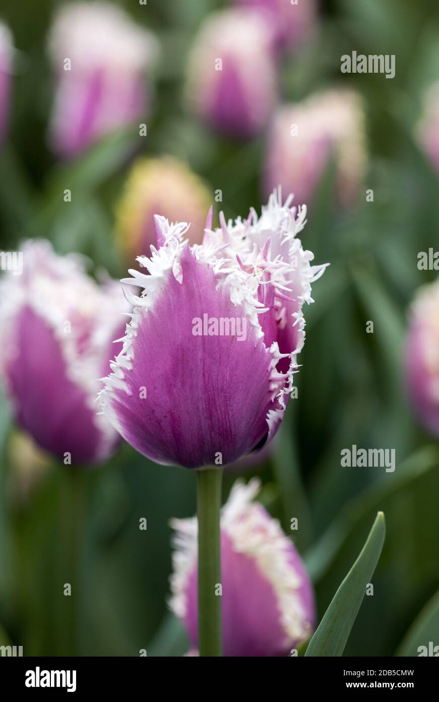 Fringed tulips blooming in a garden. Fringed tulips got their name from ...