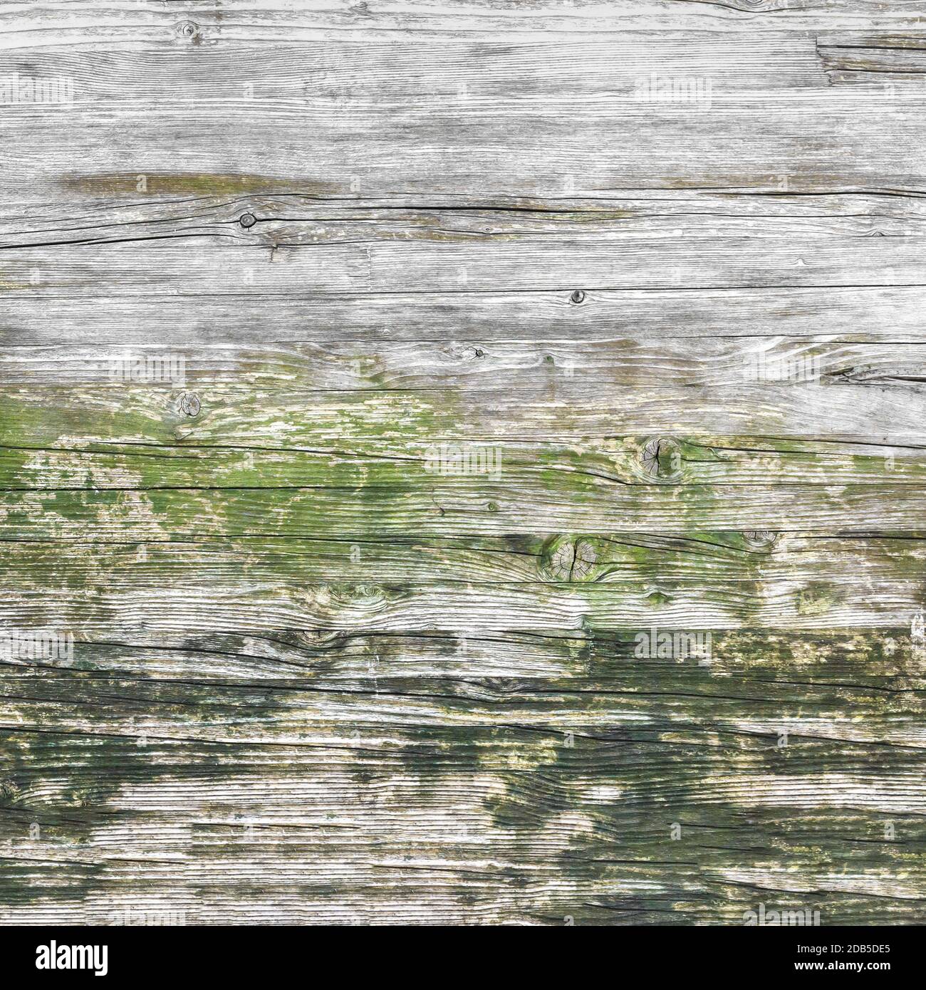 Wood texture with moss and mold. Wood texture with weathered look. Moss ...