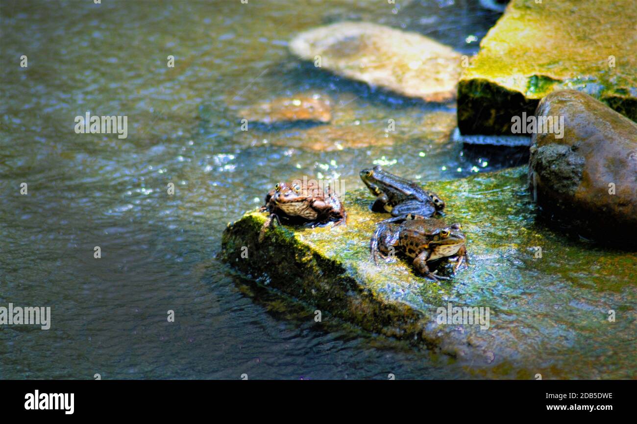 Frogs on the stones river Stock Photo - Alamy