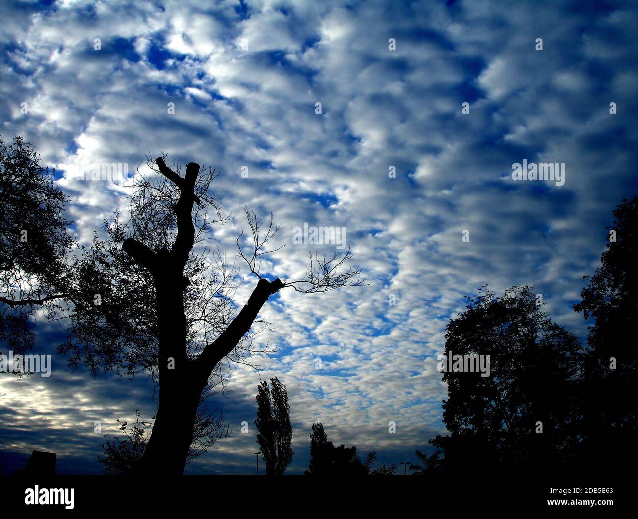 Clouds and Tree Stock Photo - Alamy