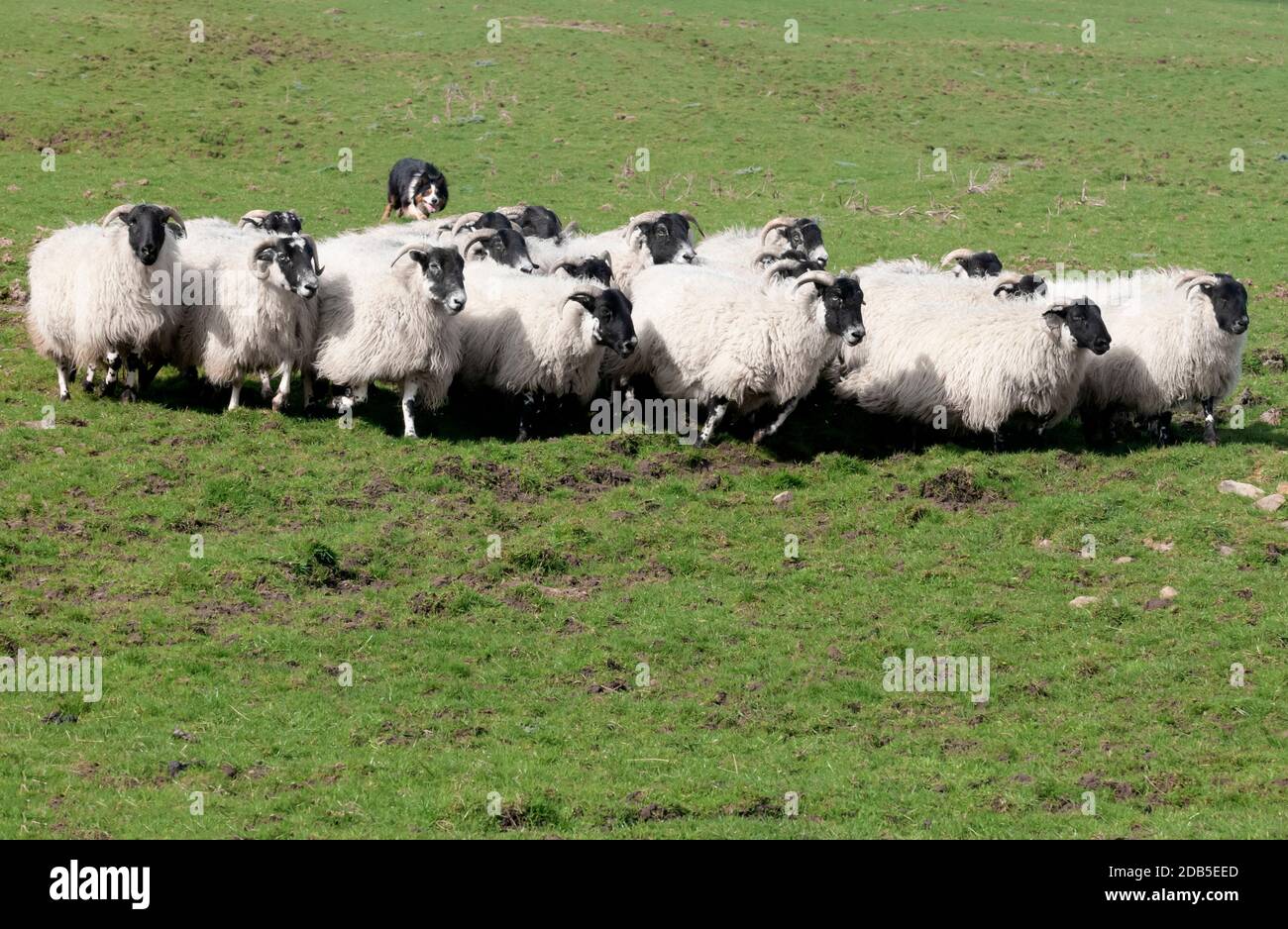 Flock of sheep being rounded up by sheepdog on farmland at Saughtree ...
