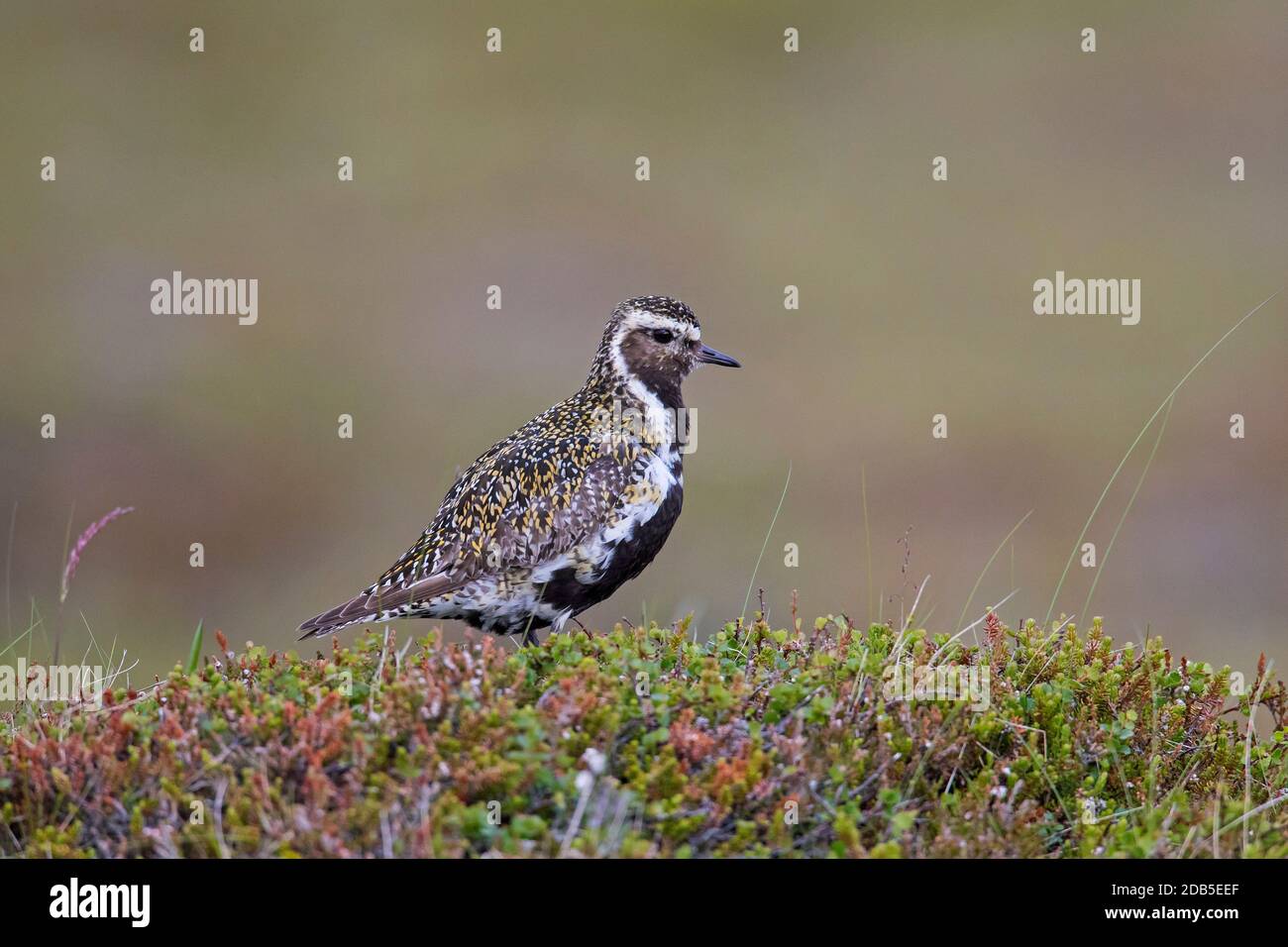 Golden plover uk summer hi-res stock photography and images - Alamy