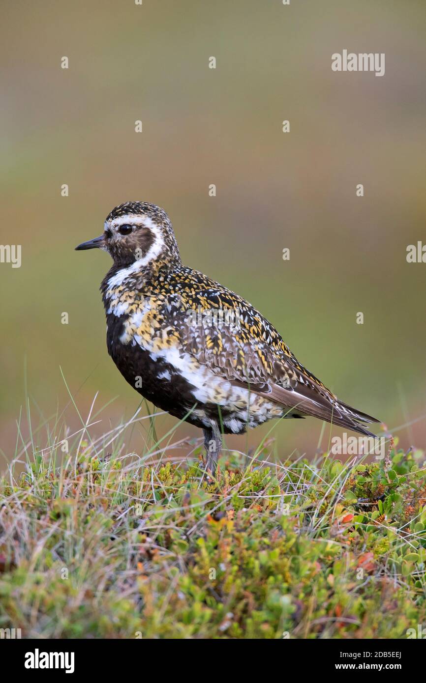 Golden plover uk breeding male plumage hi-res stock photography and ...