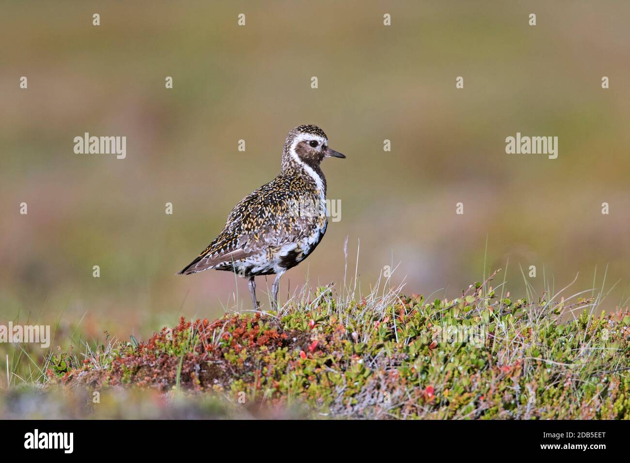 European golden plover (Pluvialis apricaria / Charadrius apricarius ...