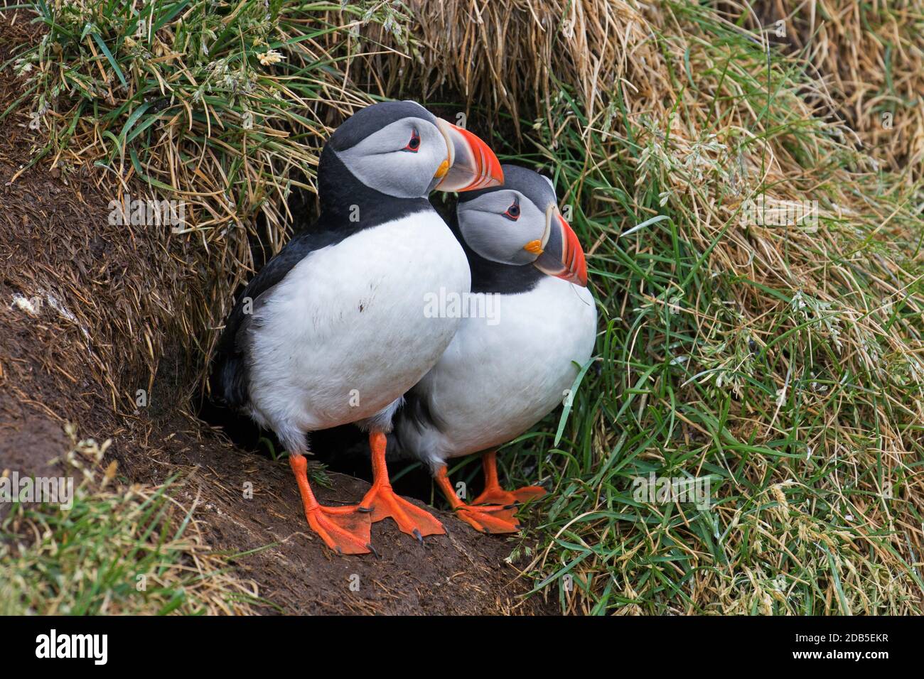 Atlantic Puffin Nest Burrow High Resolution Stock Photography and ...