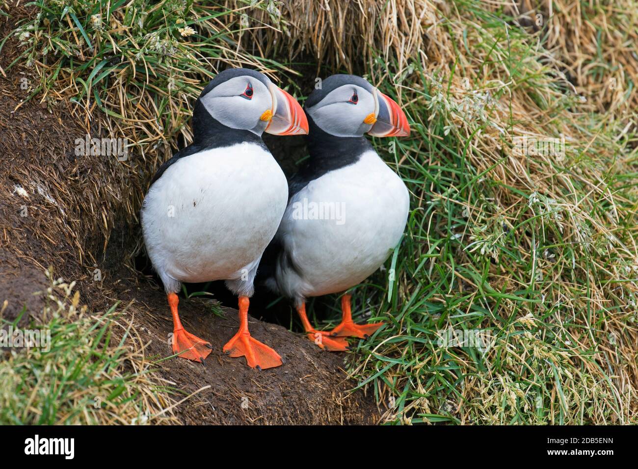 Atlantic Puffin Nest Burrow High Resolution Stock Photography and ...