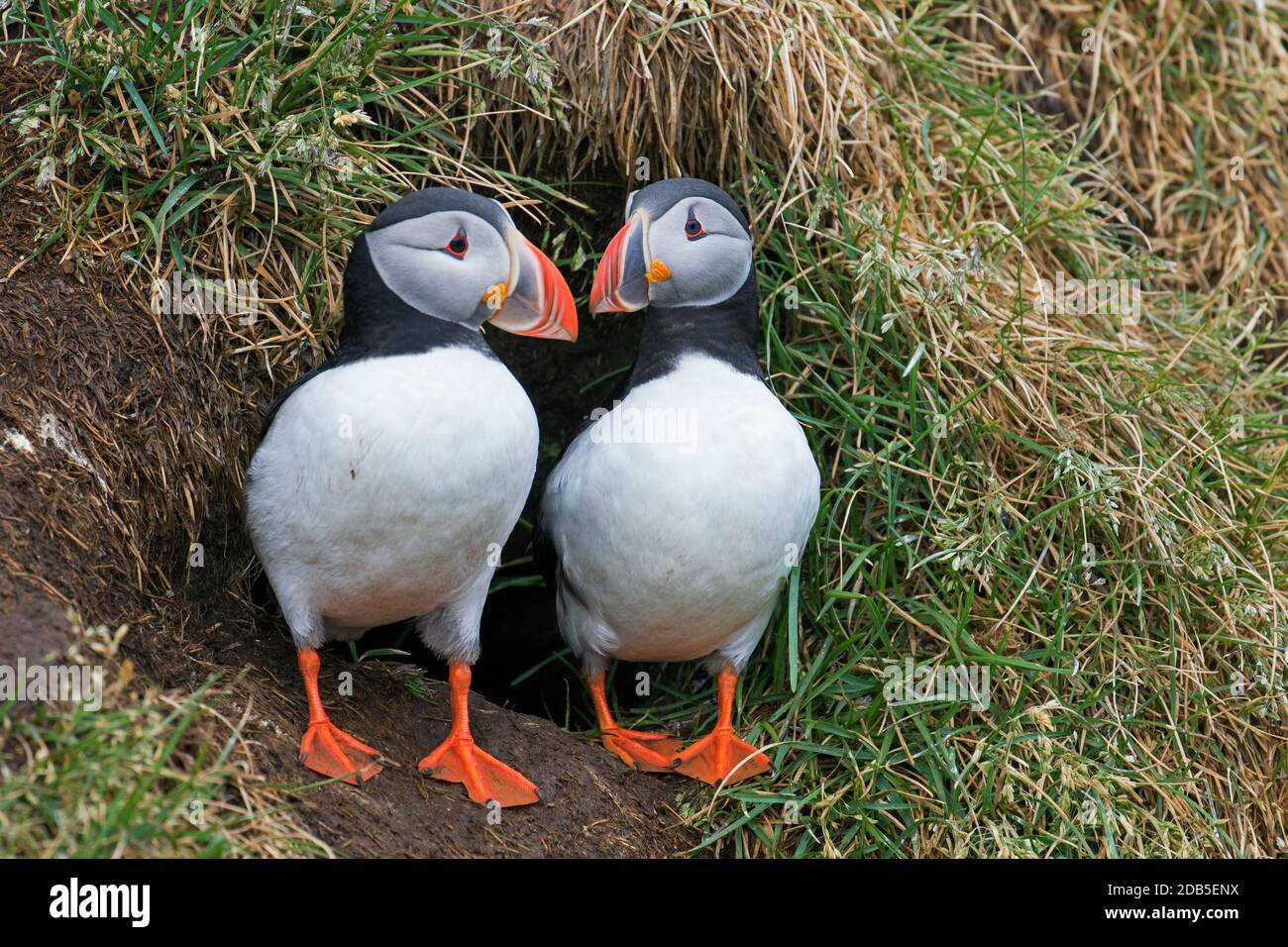 Atlantic puffins (Fratercula arctica) puffin pair at burrow entrance on ...