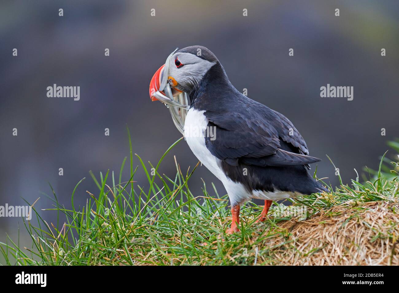 Atlantic puffin (Fratercula arctica) with beak full of fish bringing ...