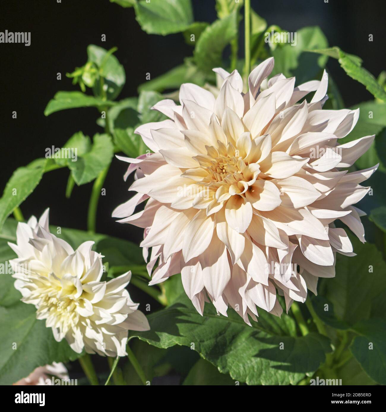 A closeup shot of light pink dahlia flowers in the garden Stock Photo ...