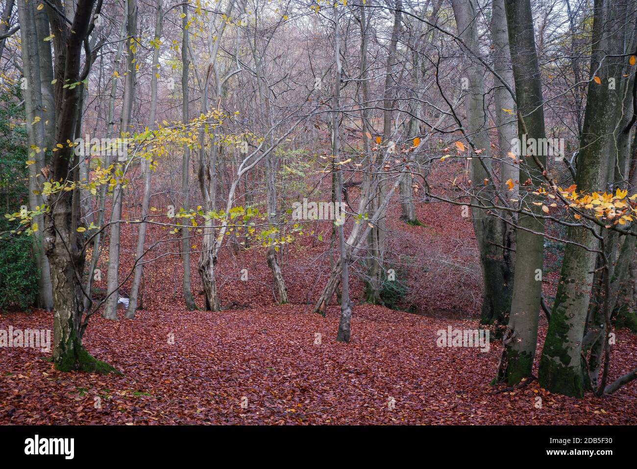 Loughton, Essex, UK - November 2020 : Epping Forest, managed by the ...