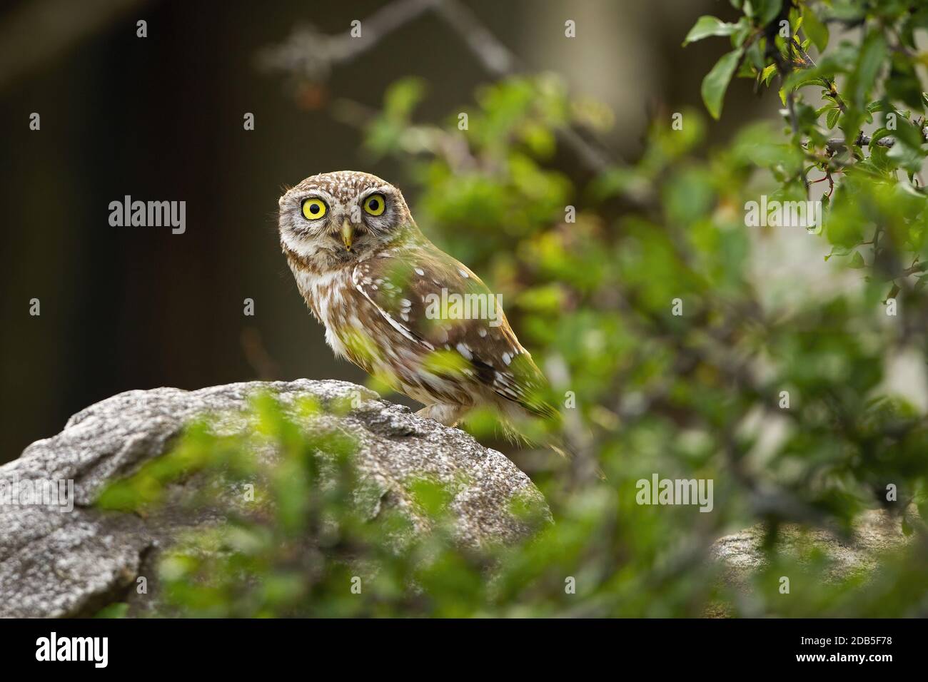 Owl Peeking from Behind Tree Stock Photo - Alamy