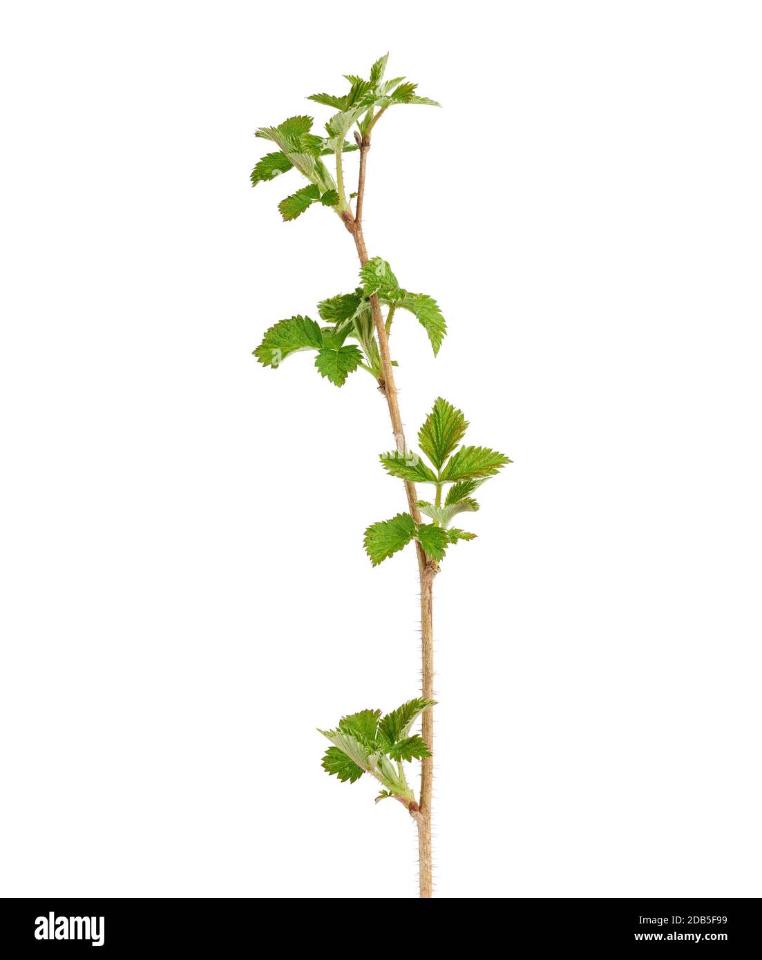 young raspberry sprout with brown branch and green leaves isolated on ...