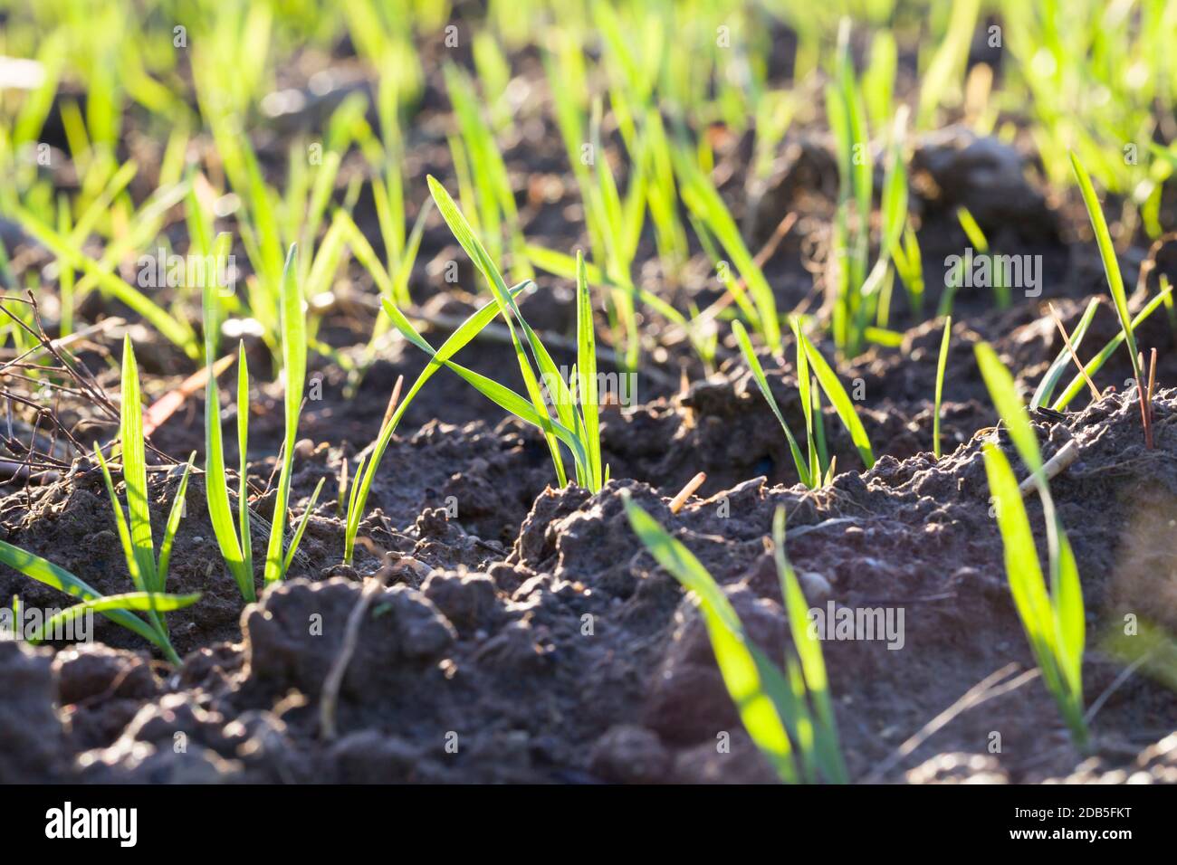 High crop yield wheat hi-res stock photography and images - Alamy
