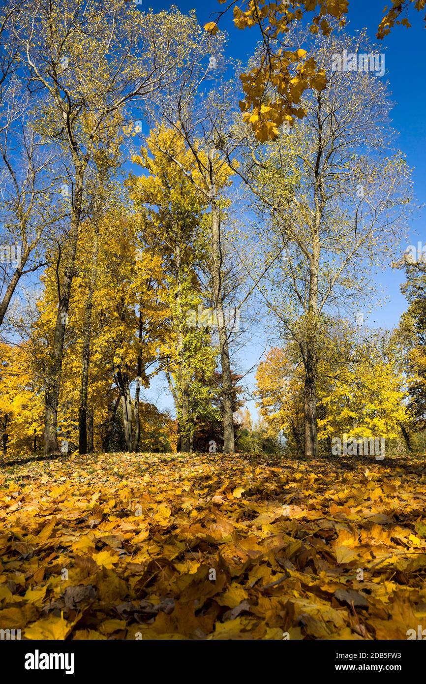 autumn landscape, foliage on the ground in early autumn, beautiful ...