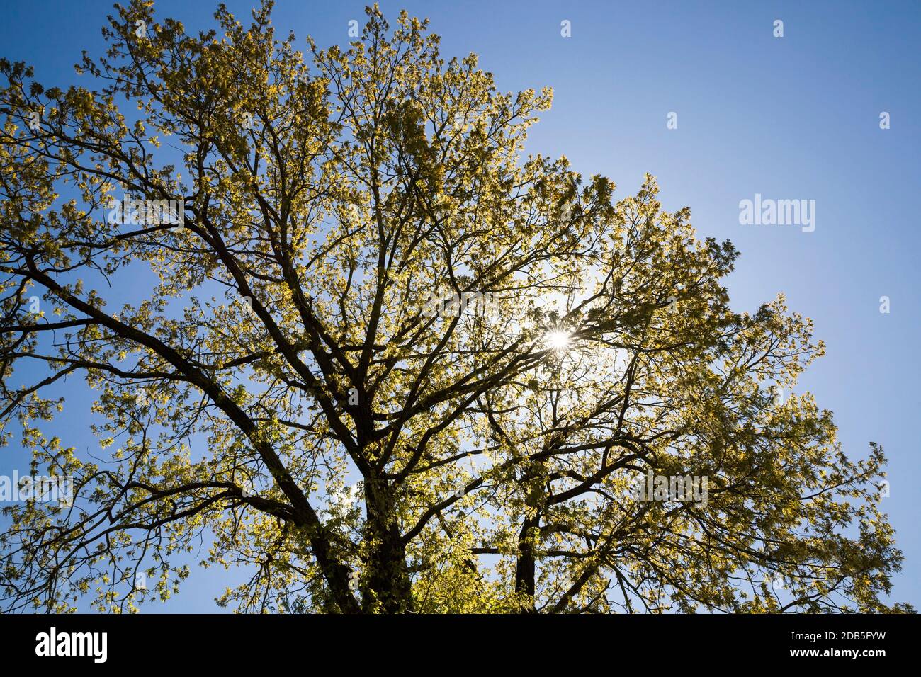 real different kinds of trees in sunlight in summer or spring time ...