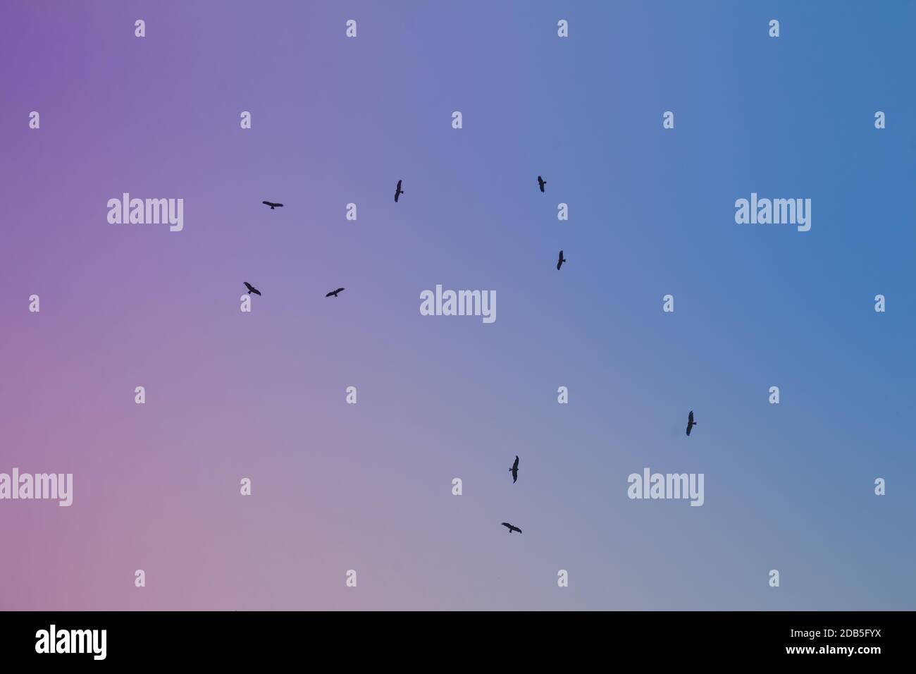 Low angle view of a flock of western marsh harrier flying in the sky ...