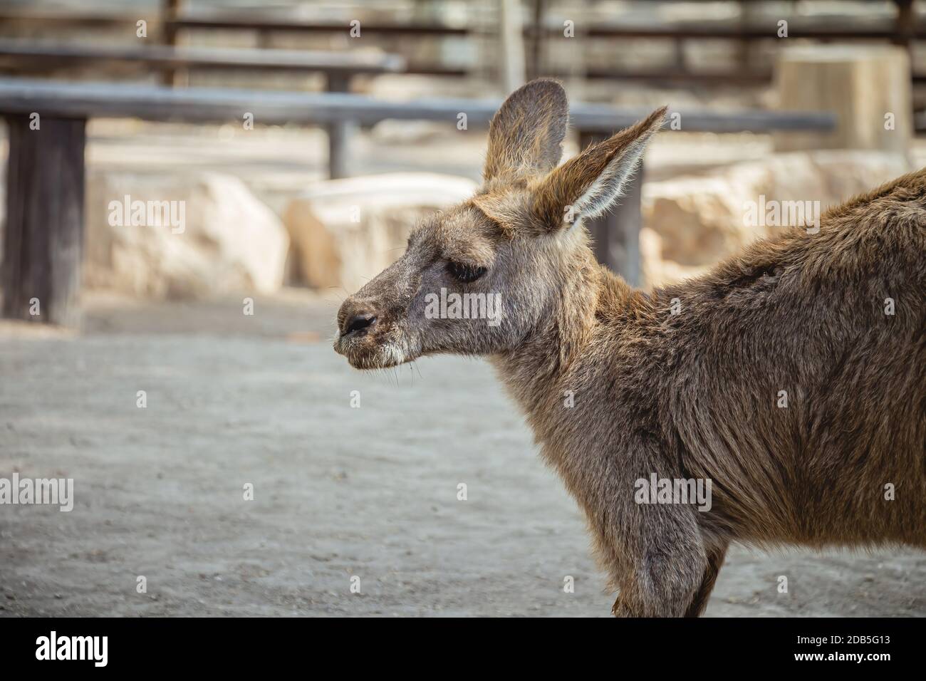 Kangaroo Face Side View