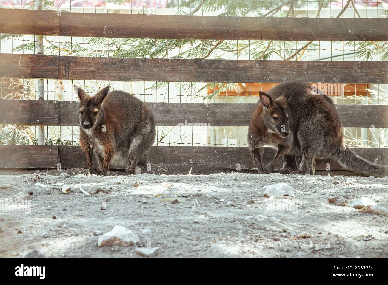 Red-necked wallaby in the zoo Stock Photo - Alamy