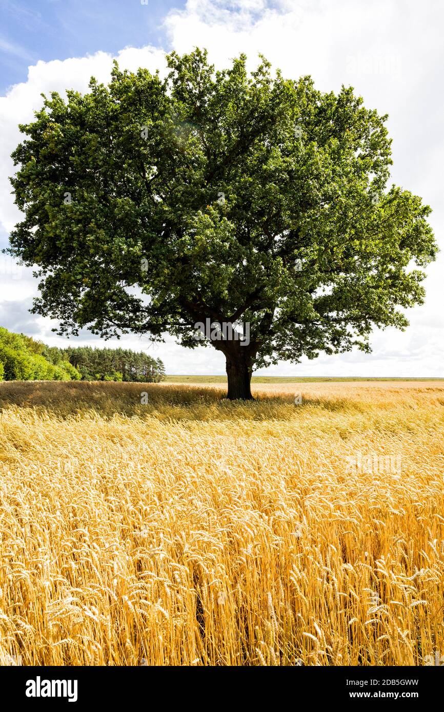 one oak tree growing in a field with agricultural plants, a field for ...