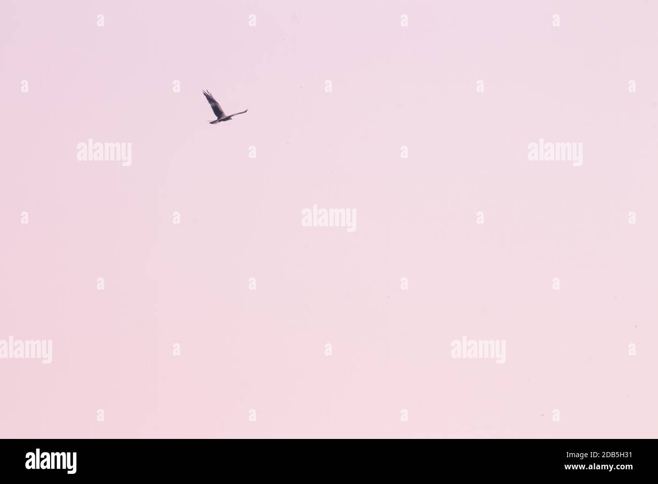 Harrier in flight silhouette hi-res stock photography and images - Alamy