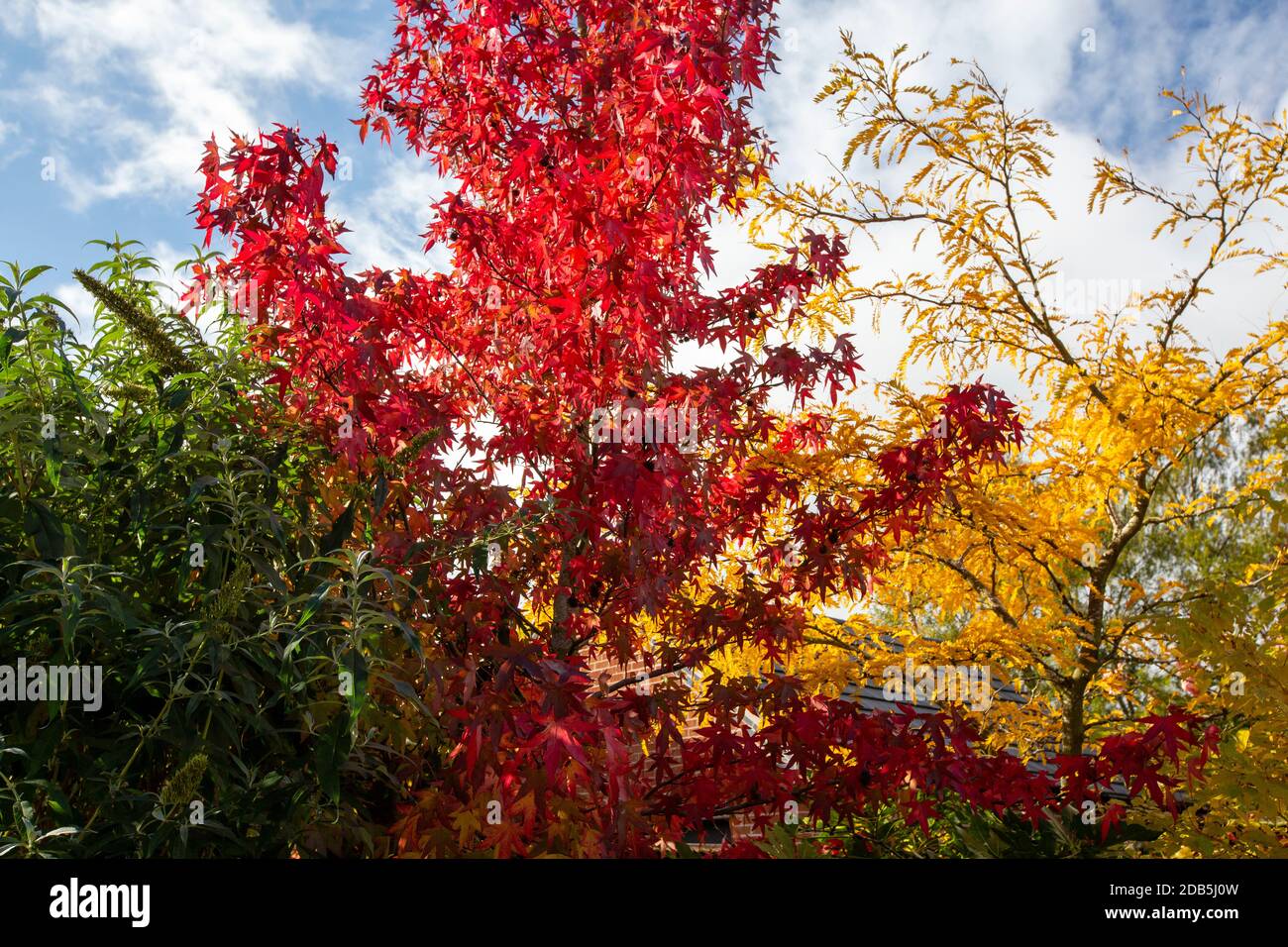 Autumn foliage in garden trees, Quorn, UK Stock Photo - Alamy