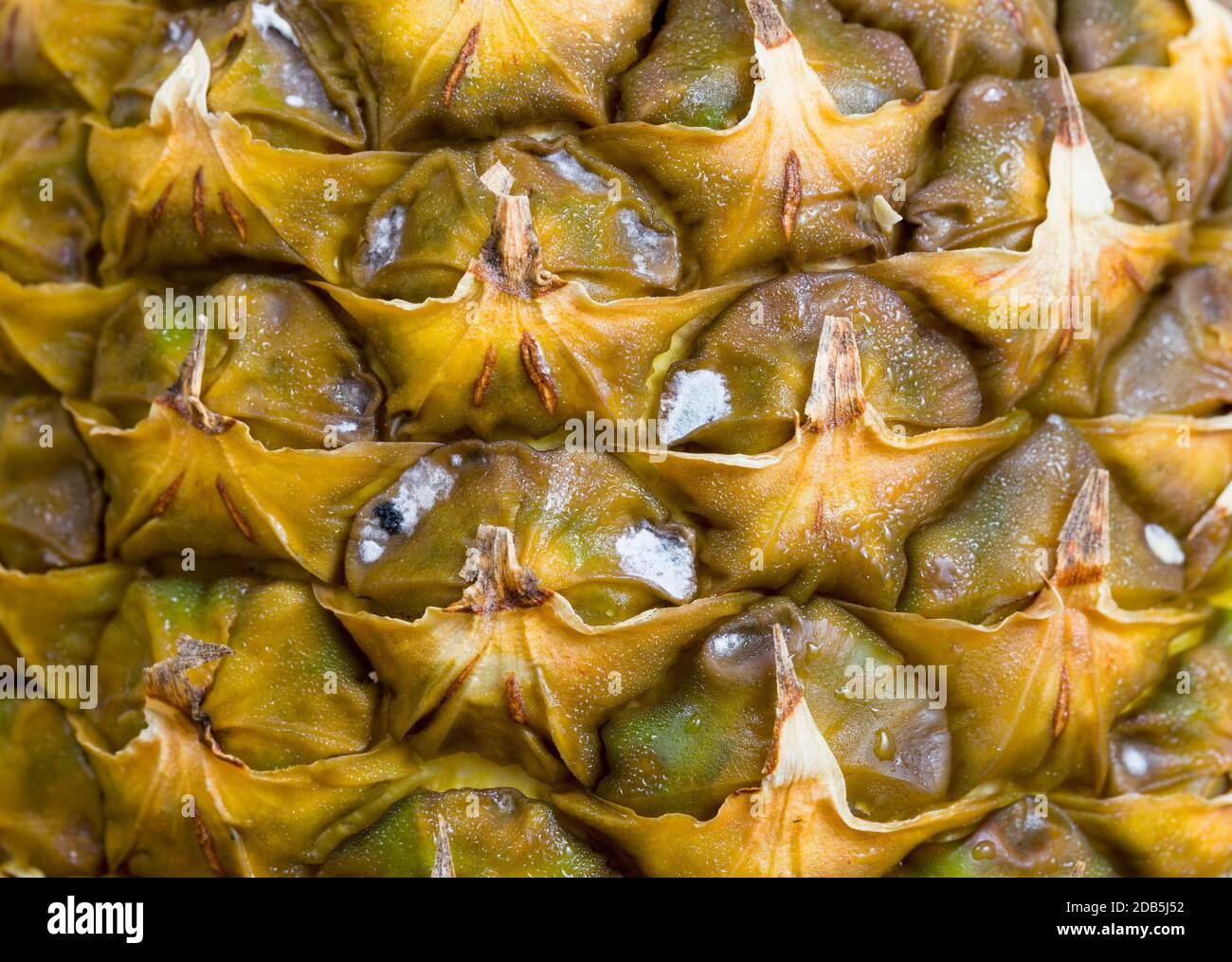wrinkled yellow skin of pineapple, covered with white mold ...