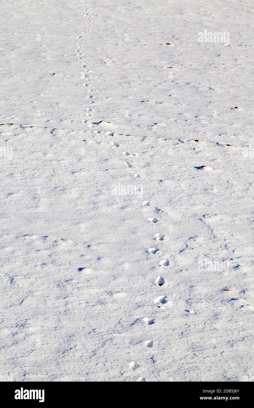 footprints and paw prints of animals in the snow in winter, wild or ...