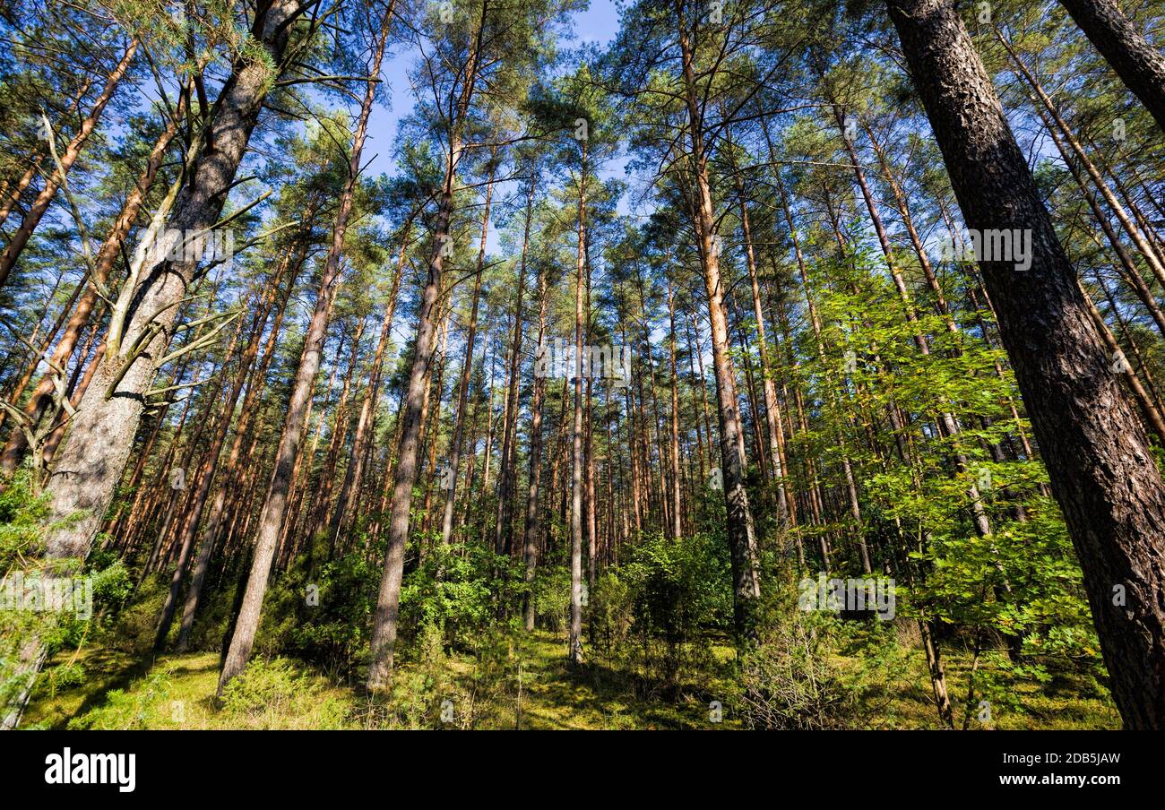 Different types of trees growing in a mixed forest, the autumn season ...