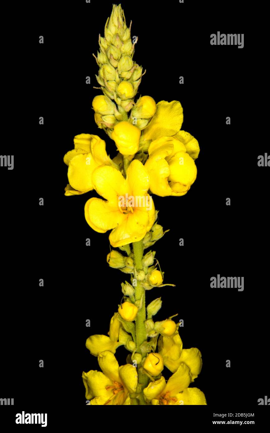 great mullein, medicinal plant with flower Stock Photo - Alamy