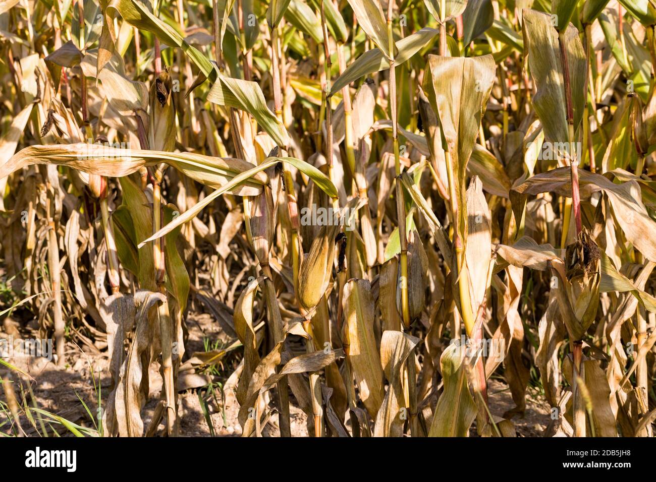 dry dark yellow corn stalks with ripe hard buds and seeds, used for ...