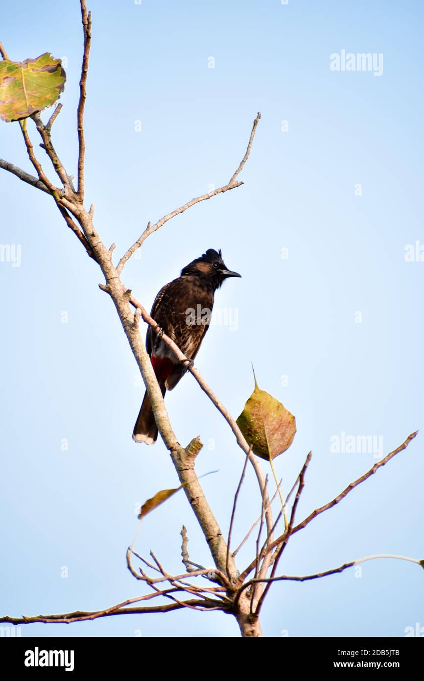 Bird sitting on a tree branch. Blue sky background in summer. Kumarakom ...